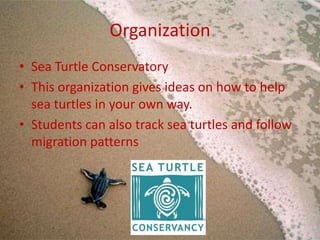 The life of a sea turtle | PPTX