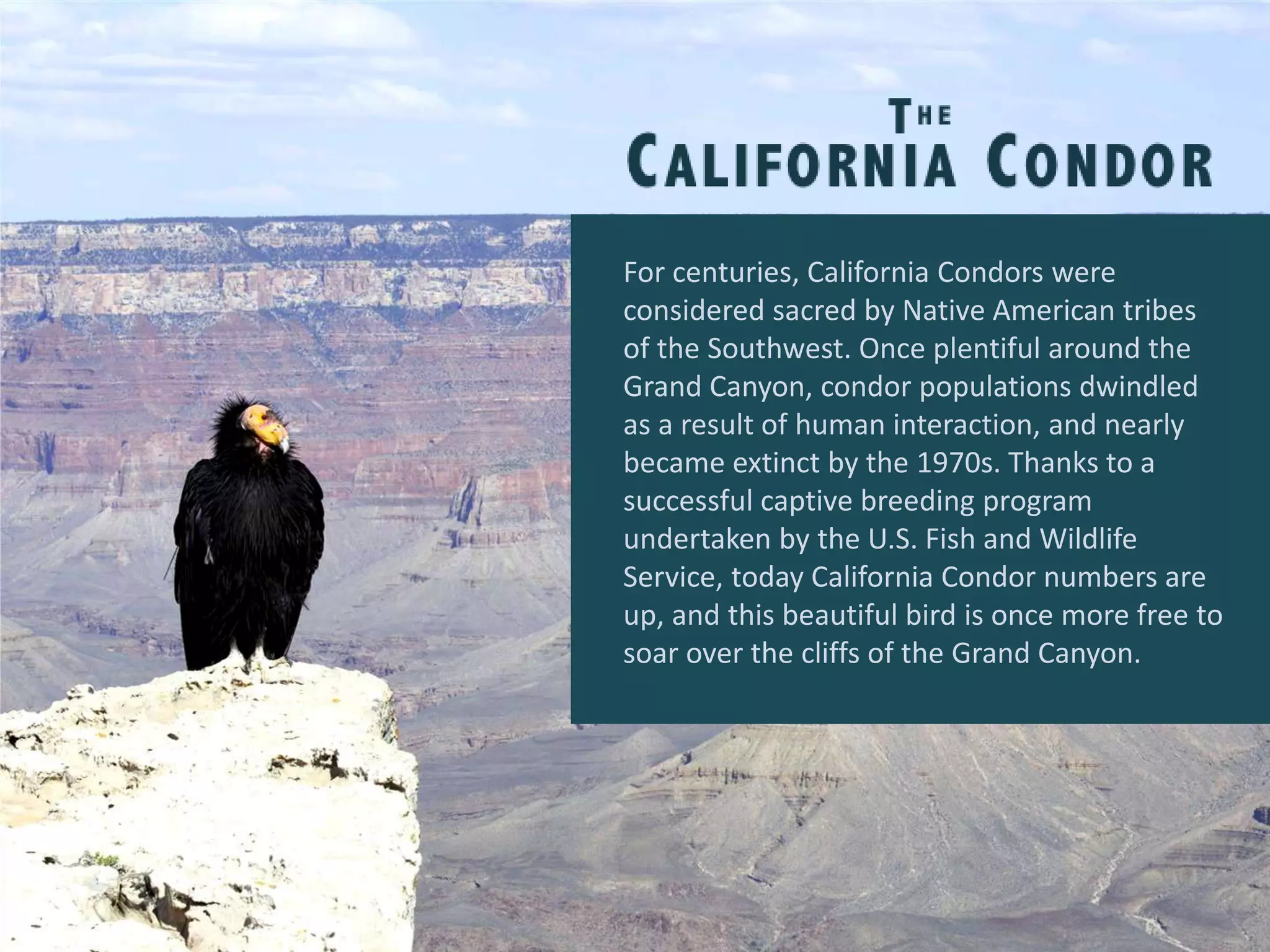 The life of the california condor | PDF