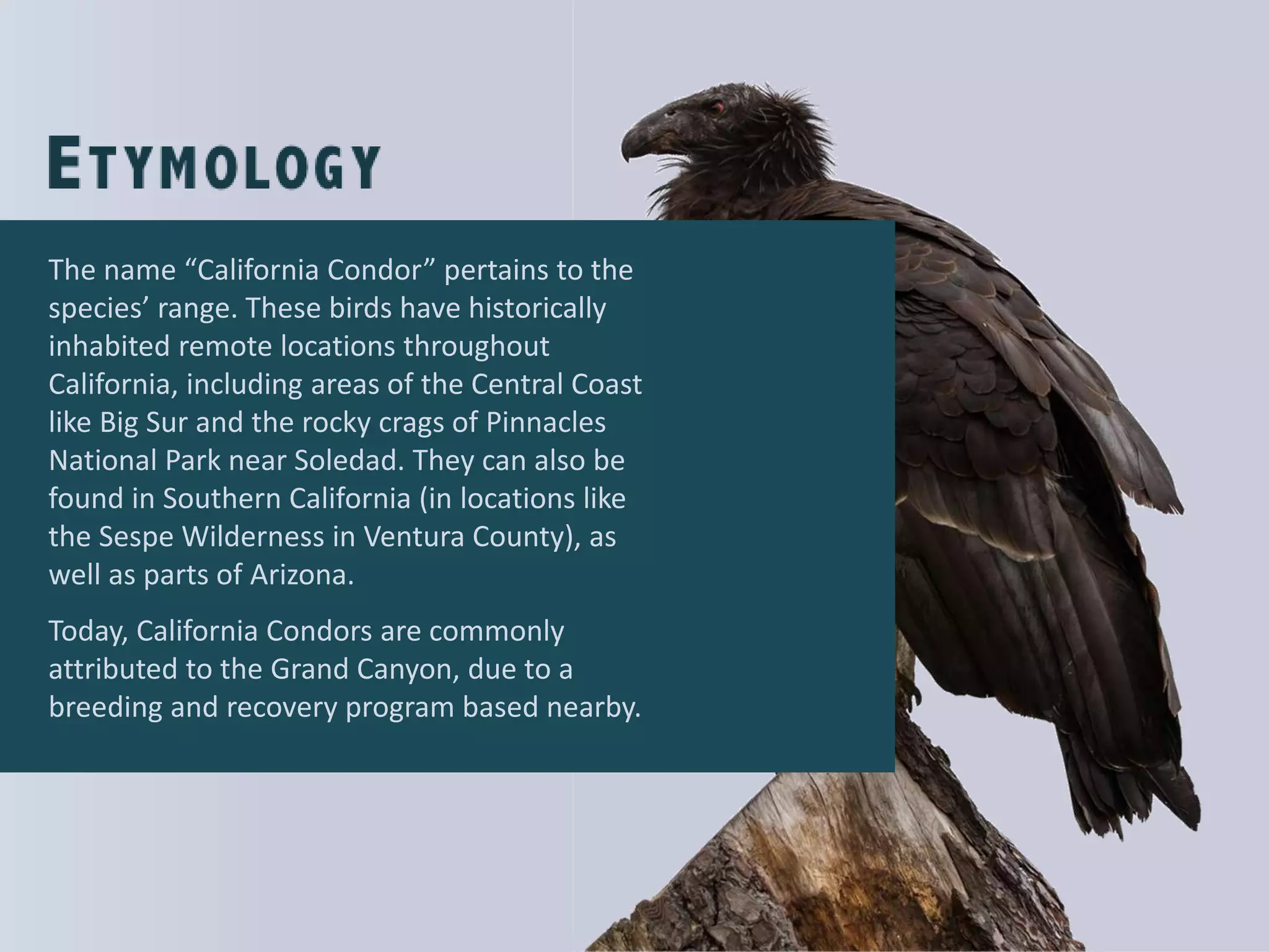The life of the california condor | PDF