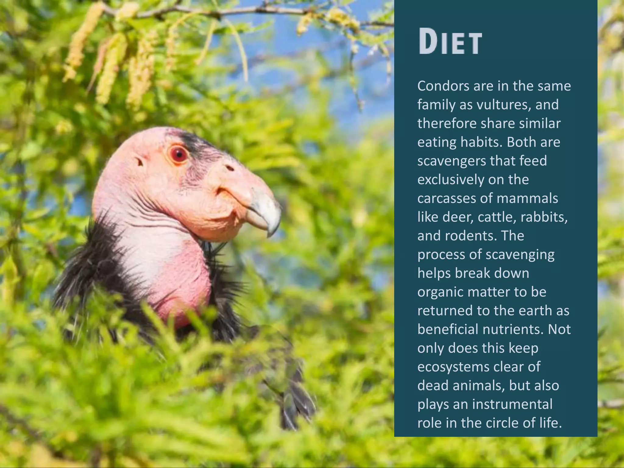 The life of the california condor | PDF