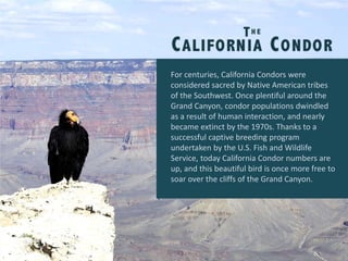 The life of the california condor | PPT