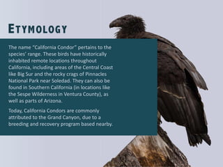 The life of the california condor | PDF