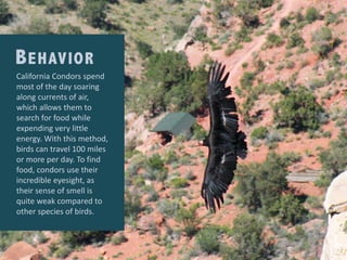 The life of the california condor | PDF