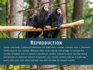 The life of the california condor | PDF