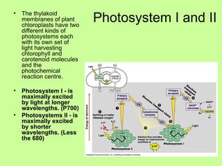 light dependent reaction lecture note-130411061851-phpapp01.ppt