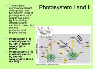 The light dependent reaction | PPT