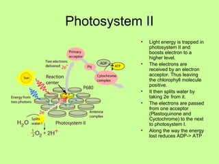 Light Dependent Reactions