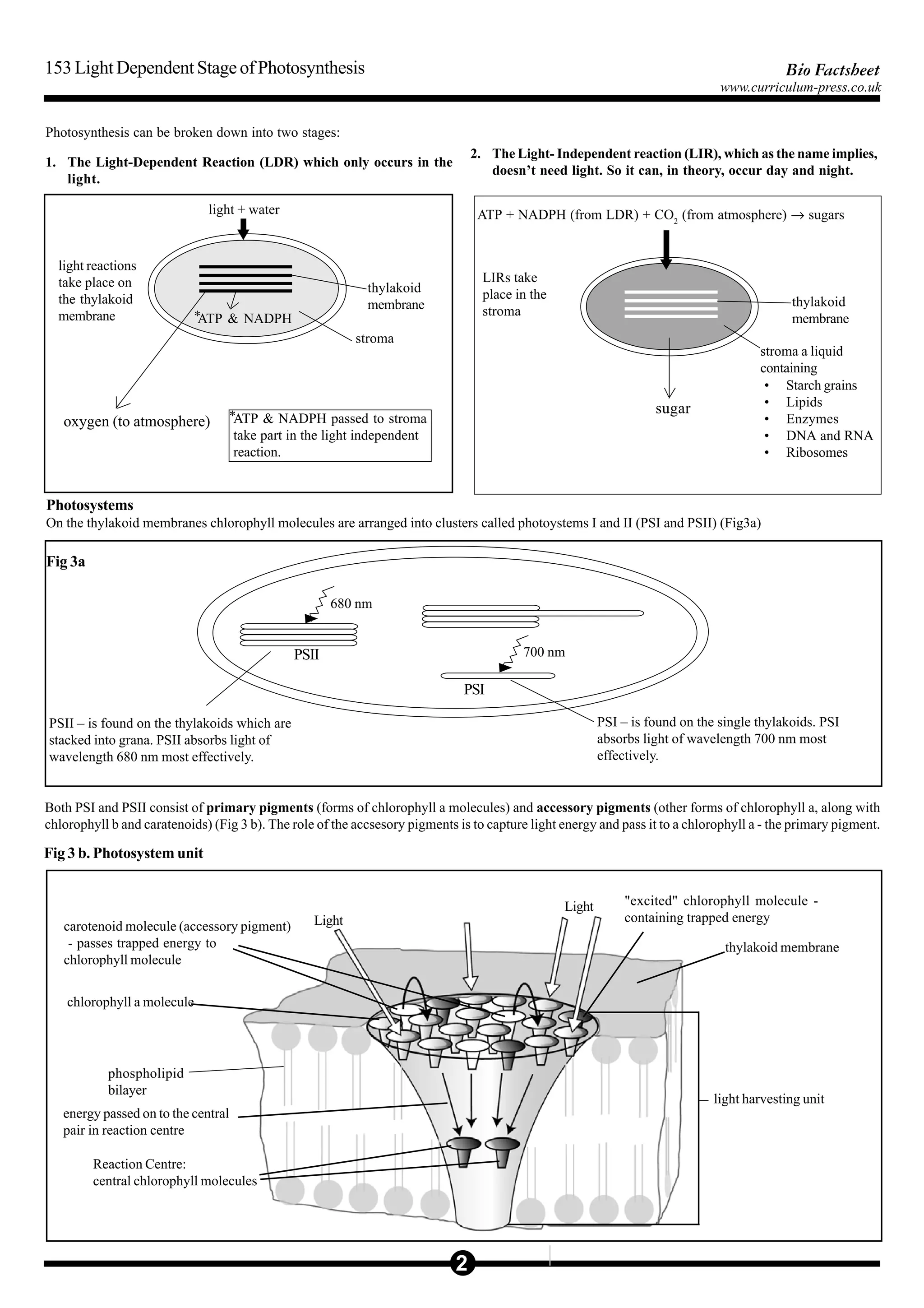 The Light Dependent Stage of Photosynthesis.pdf