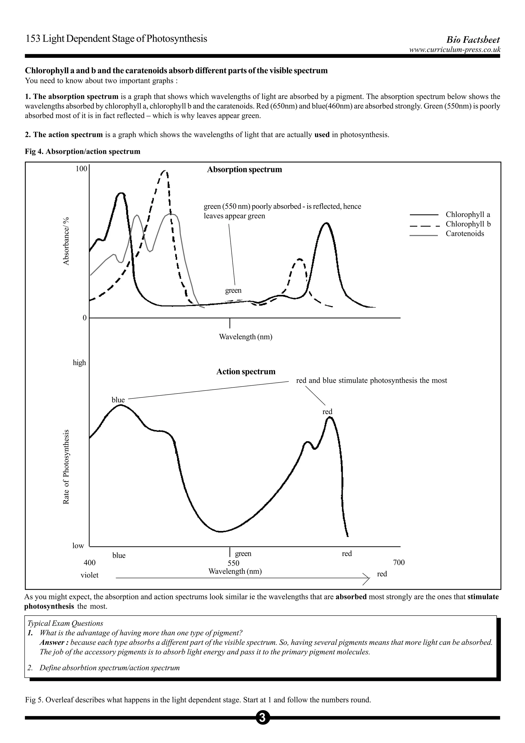 The Light Dependent Stage of Photosynthesis.pdf