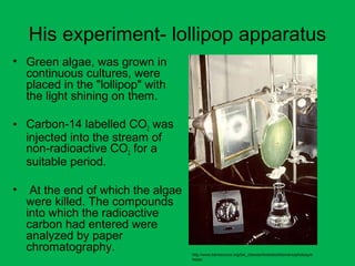 The light independant reaction | PPT