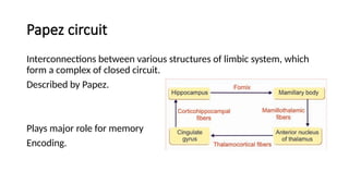 The Limbic System: An In-Depth Study of Its Anatomy, Pathways ...