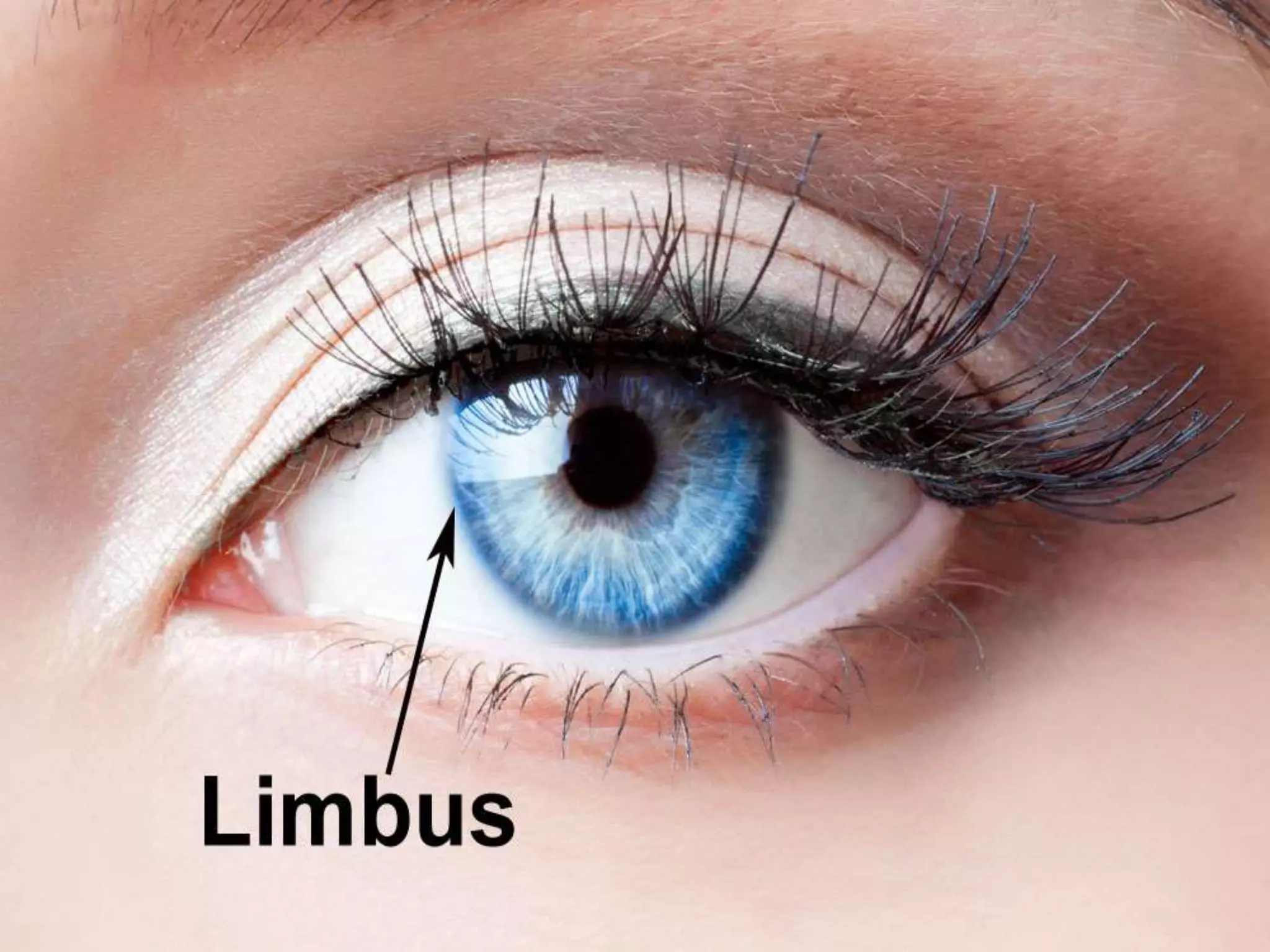 The limbus | PPTX