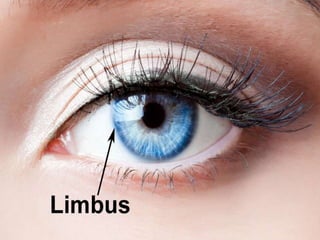 Eye Anatomy Limbus