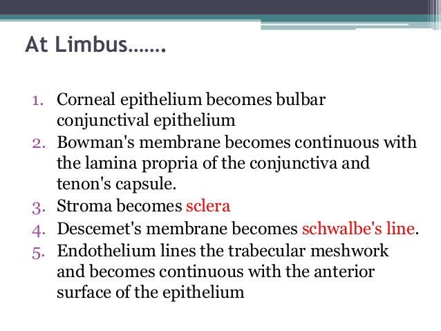 The limbus