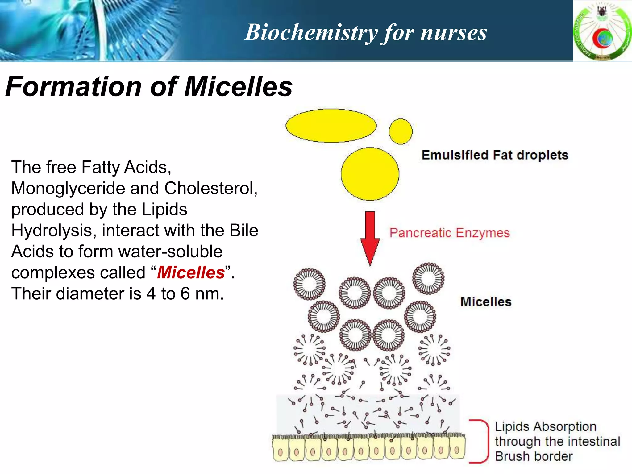 The lipids | PPTX
