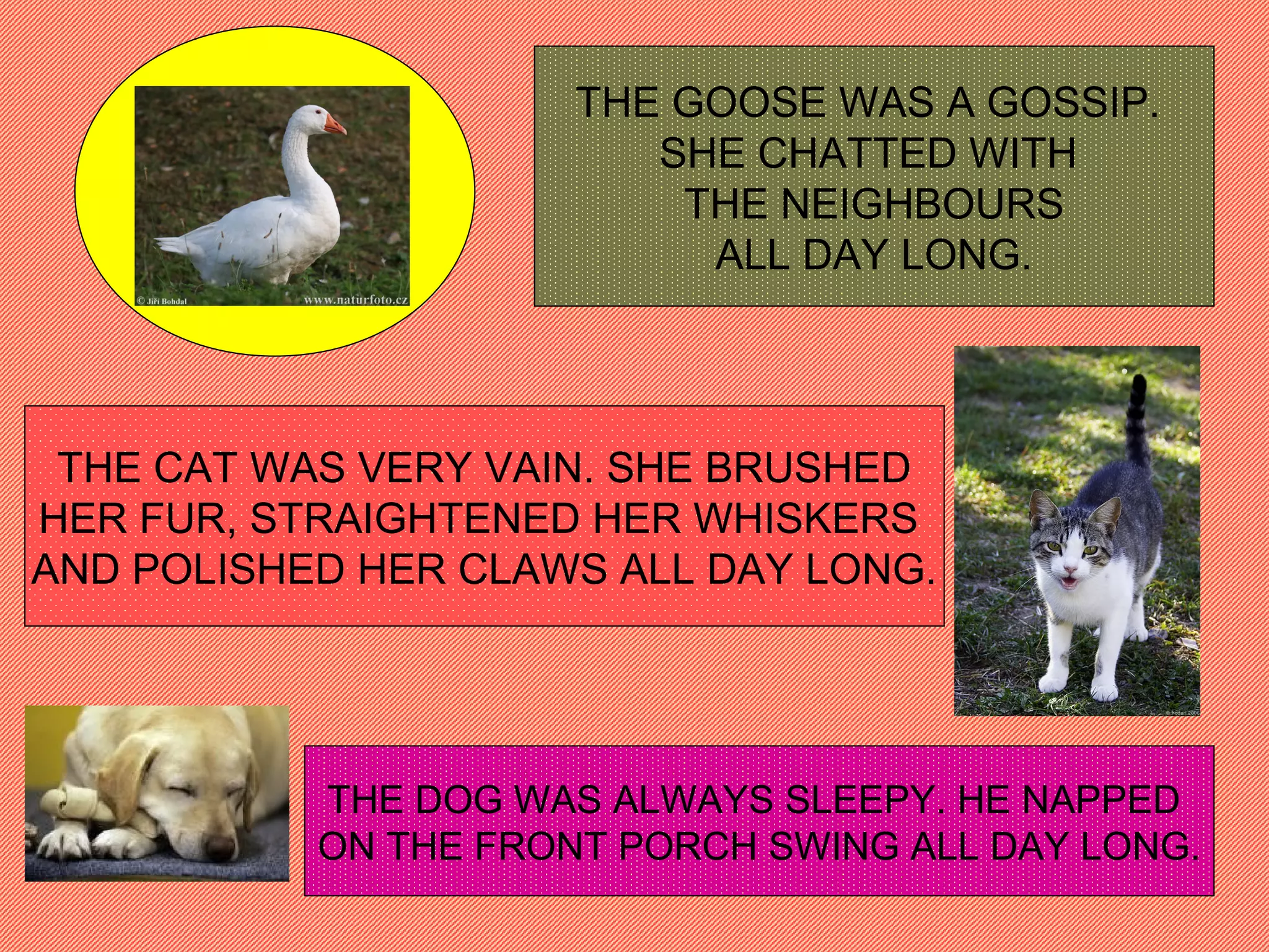 The little red hen | PPT