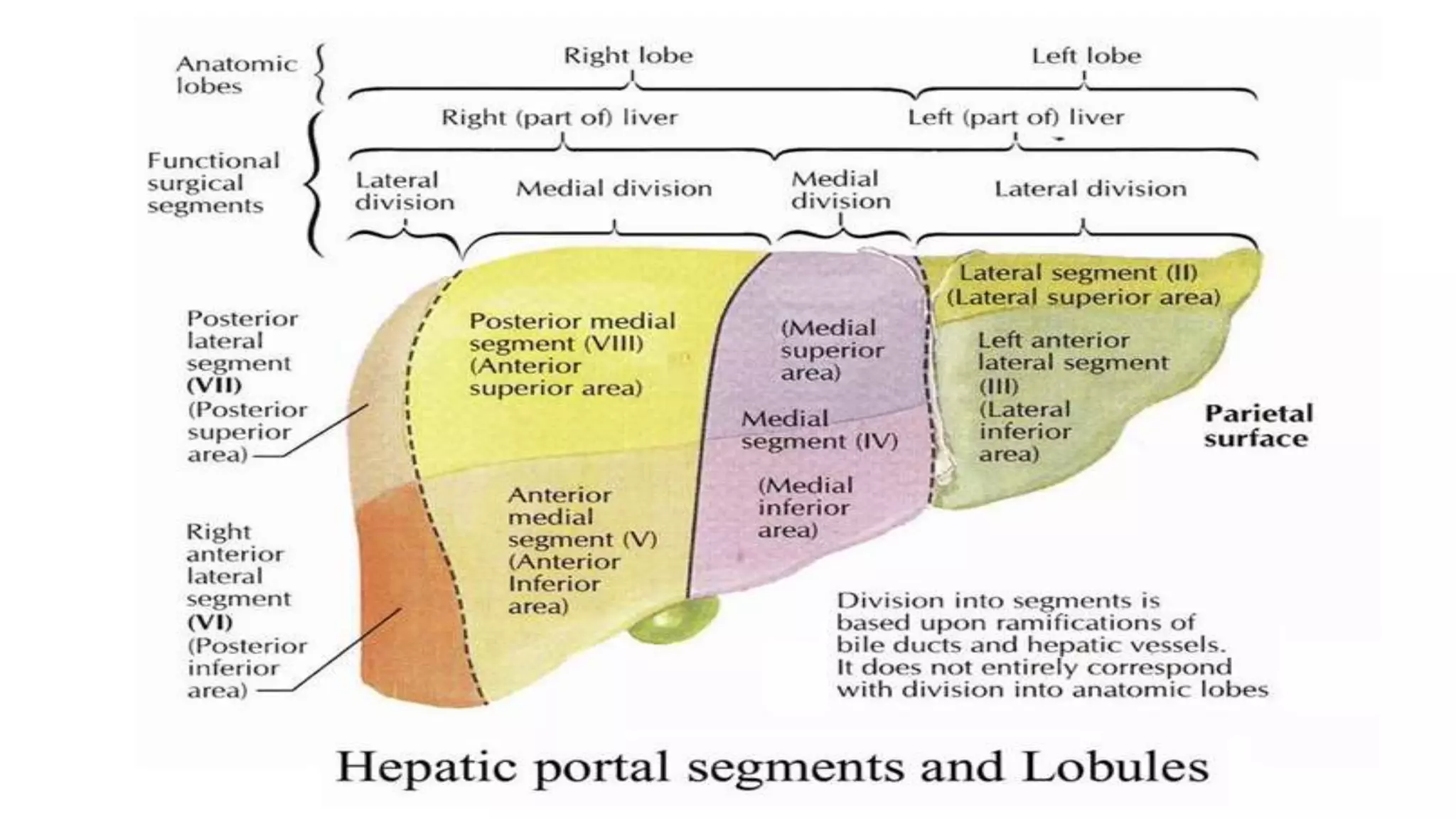 The Anatomy Of The Liver & The biliary system | PPTX