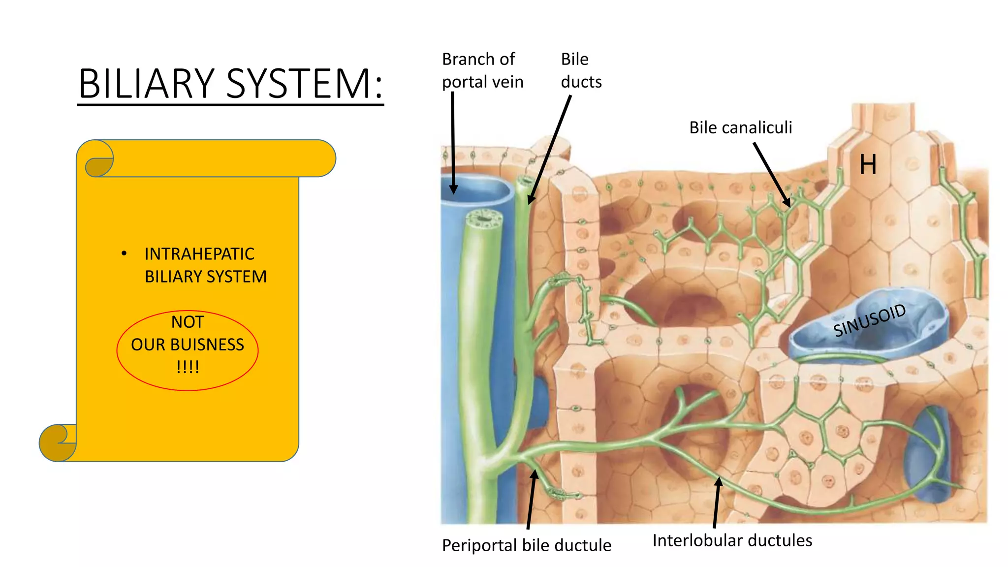 The Anatomy Of The Liver & The biliary system | PPTX