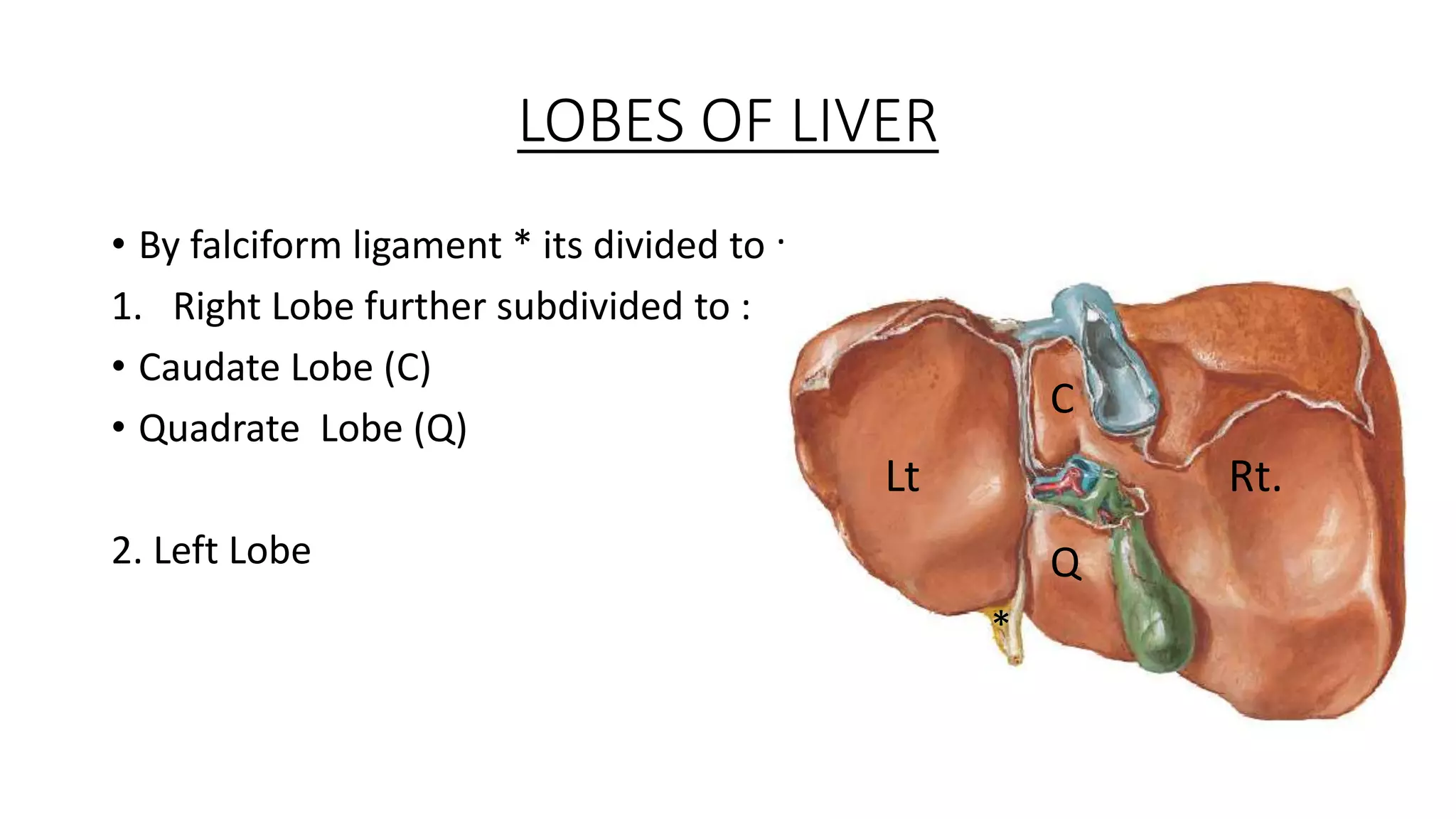 The Anatomy Of The Liver & The biliary system | PPTX