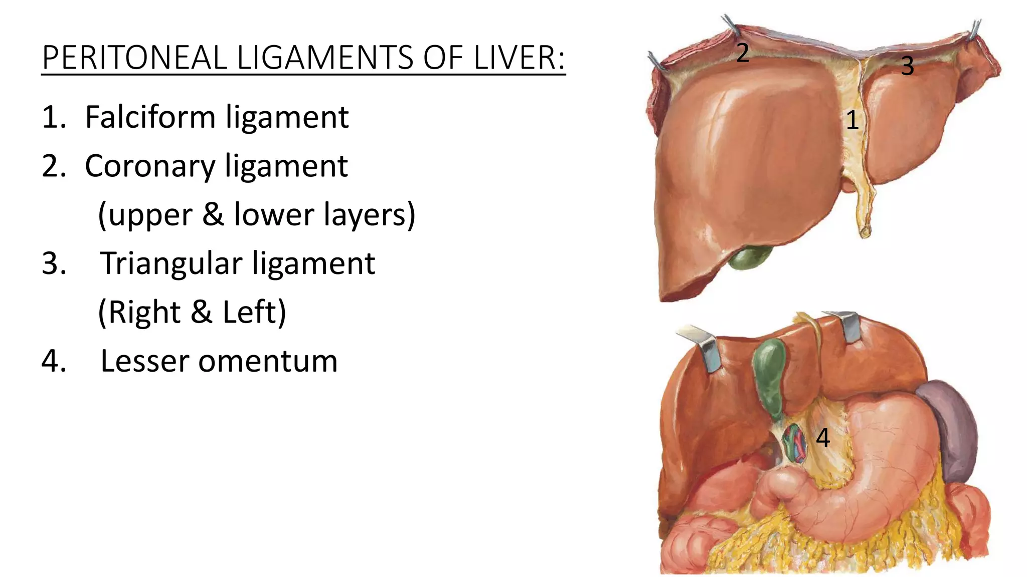 The Anatomy Of The Liver & The biliary system | PPTX