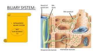 The Anatomy Of The Liver & The biliary system | PPTX