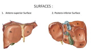 The Anatomy Of The Liver & The biliary system | PPTX