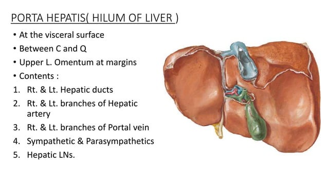 The Anatomy Of The Liver & The biliary system | PPTX