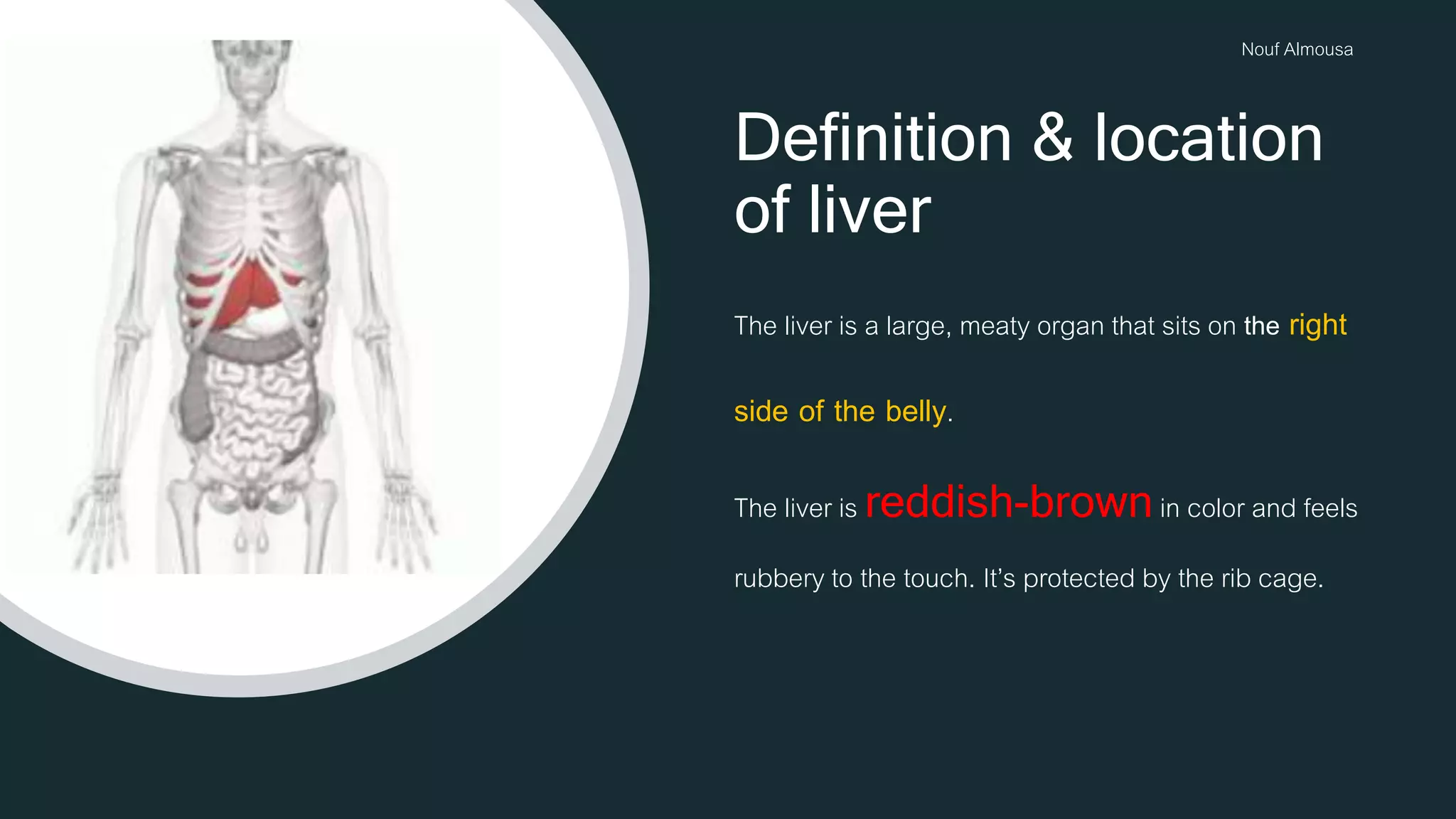 The liver anatomy and physiology | PPTX