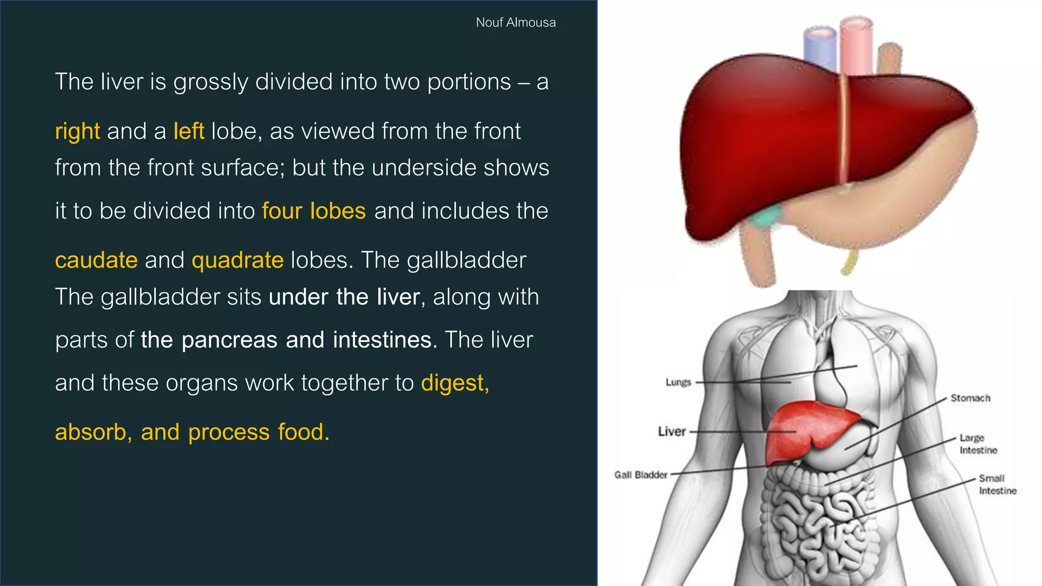 The liver anatomy and physiology | PPTX | Endocrine and Metabolic ...