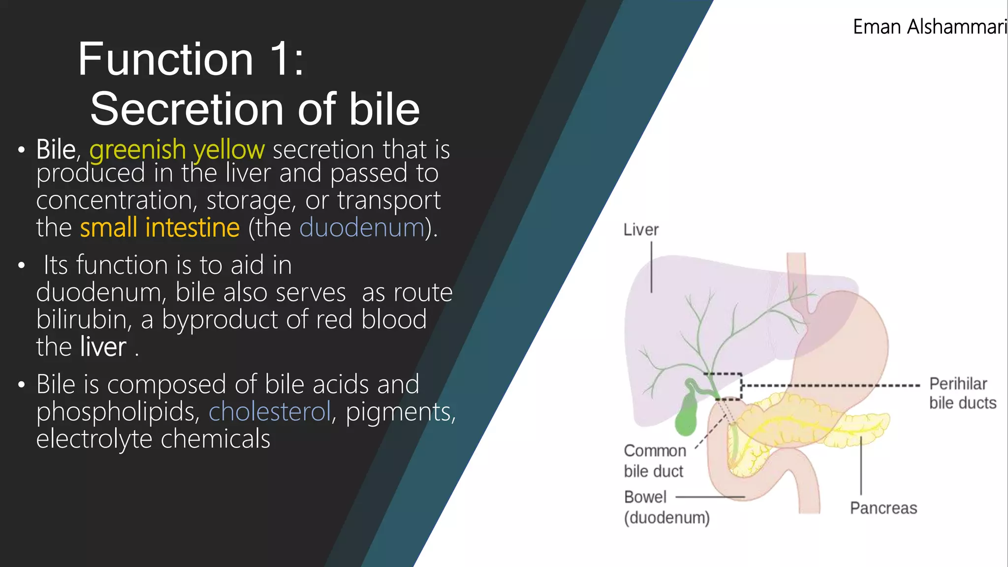The liver anatomy and physiology | PPTX