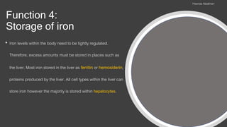 The liver anatomy and physiology | PPTX | Endocrine and Metabolic ...