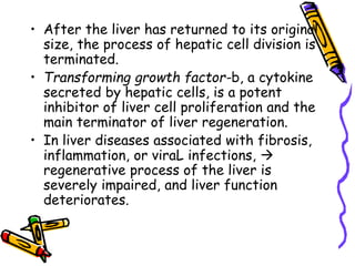 The liver as an organ | PPT
