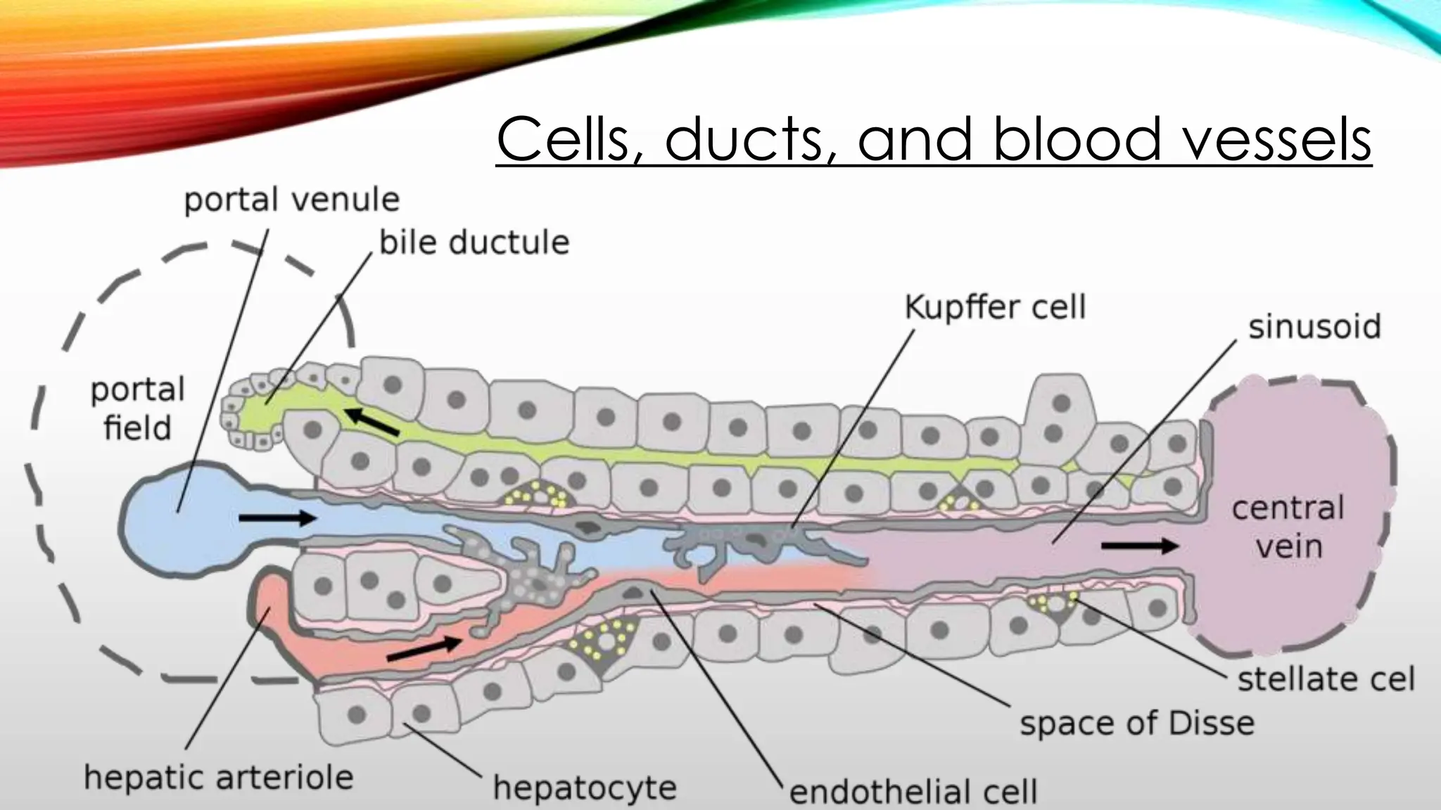 The Liver & Gallbladder (Anatomy & Physiology).pptx