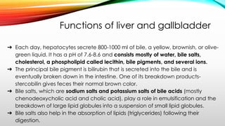 The Liver & Gallbladder (Anatomy & Physiology).pptx