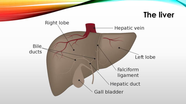 The Liver & Gallbladder (Anatomy & Physiology).pptx