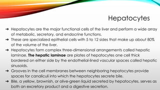 The Liver & Gallbladder (Anatomy & Physiology).pptx