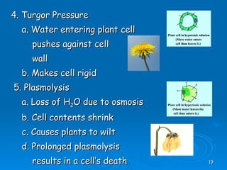 The Living Cell | PPT
