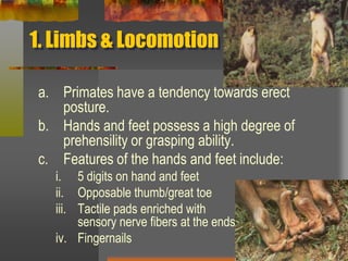 The living primates | PPTX