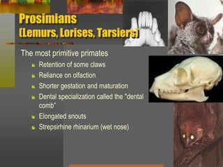 The living primates | PPTX | Geography | Science