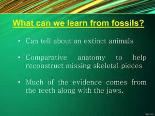 The living primates | PPT