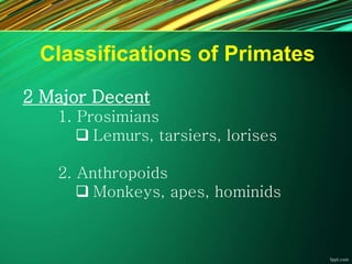The living primates | PPT
