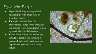 The Living Soil | PPT