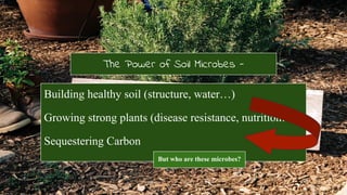 The Living Soil | PDF