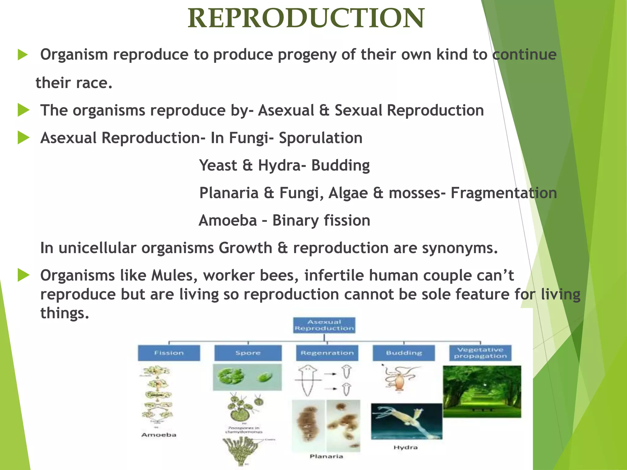 The living world Class XI | PPTX