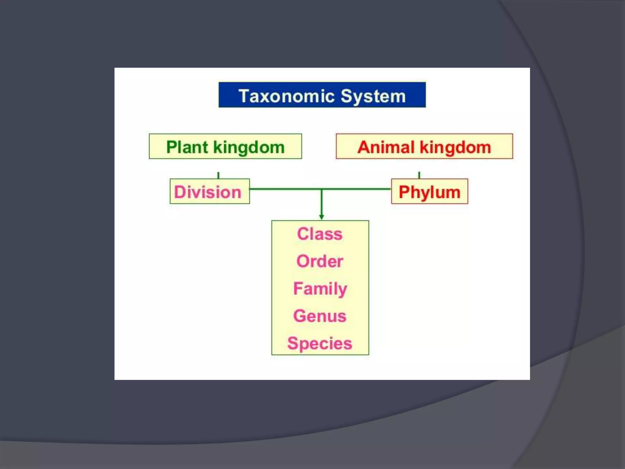 The living world Class 11 NCERT | PPTX