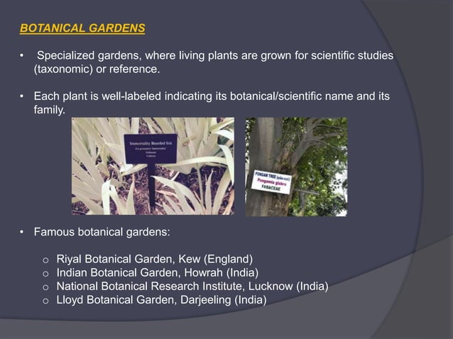 The living world Class 11 NCERT | PPTX