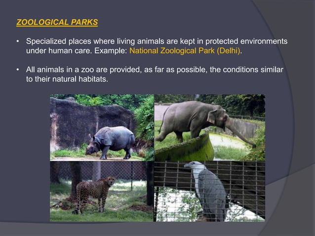 The living world Class 11 NCERT | PPTX