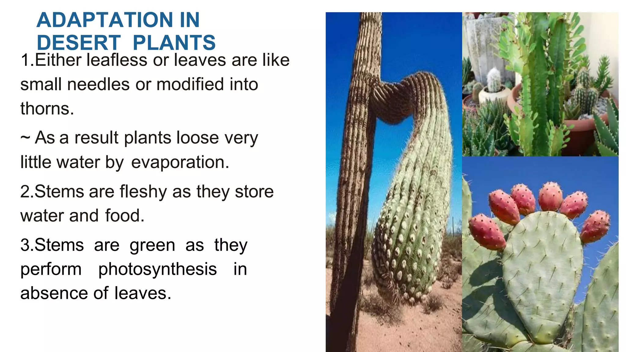 The Living World Adaptation And Classification.pptx