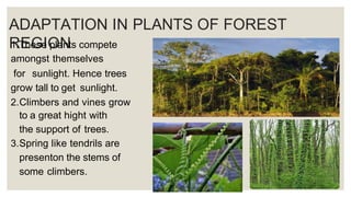 The Living World Adaptation And Classification.pptx