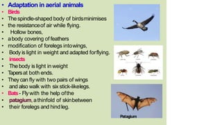 The Living World Adaptation And Classification.pptx
